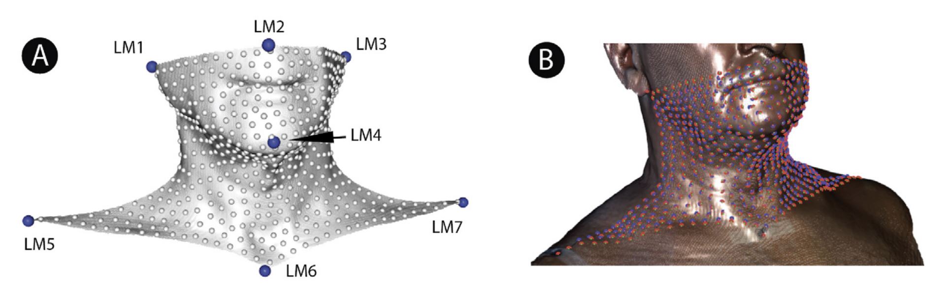 L’article “Machine learning and geometric morphometrics to predict ...
